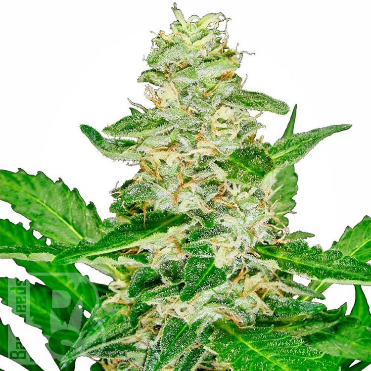 Auto Skunk feminised Ganja Seeds | Купить | GanjaSeeds Казахстан